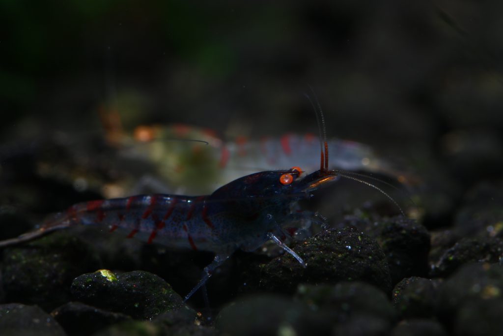 Rote Tigergarnele - Caridina mariae - "Red Tiger Orange Eyes" Blue Body ...